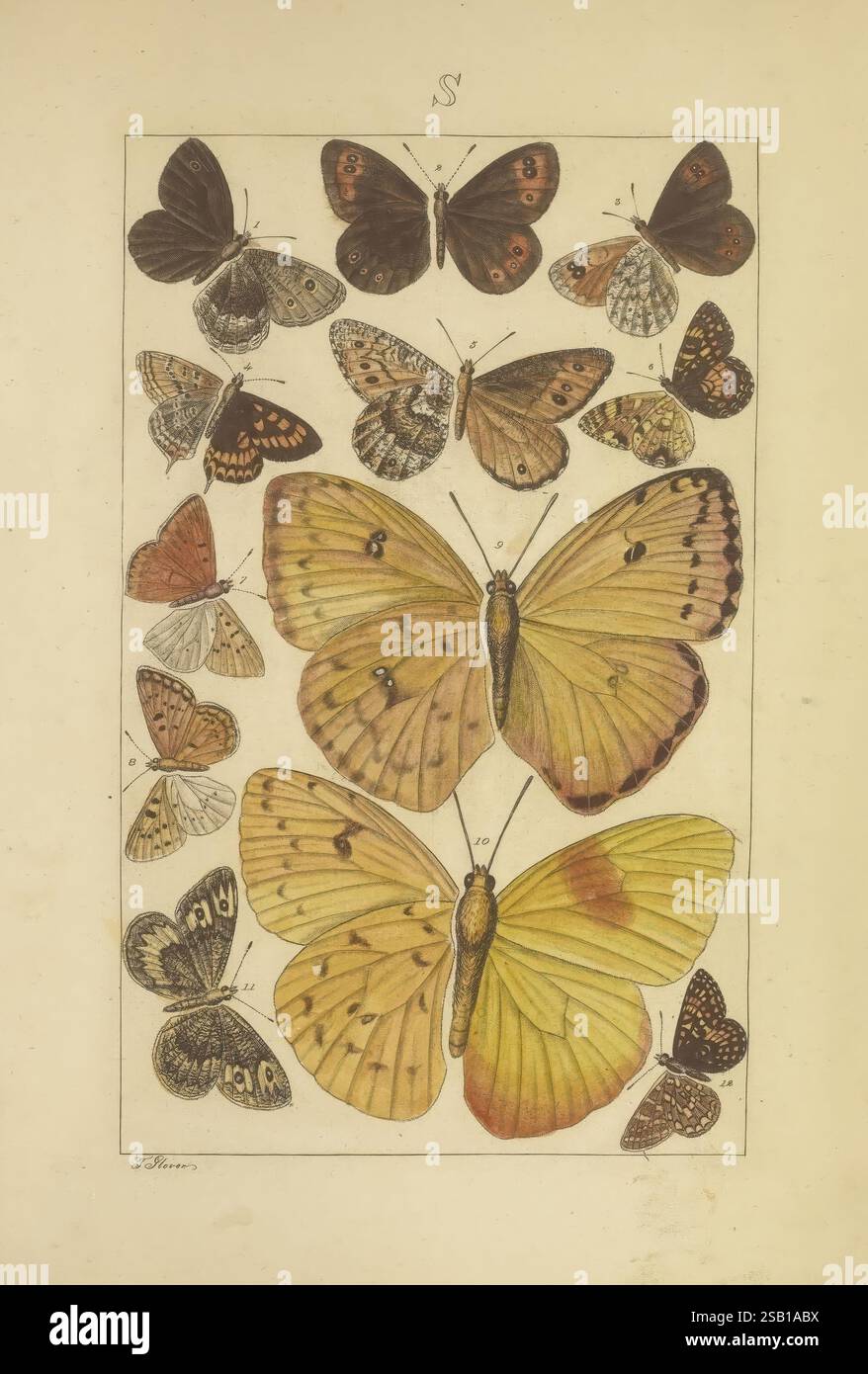 Lepidoptera, manuscript, between 1873-1883?, lepidoptera, lifecycles ...