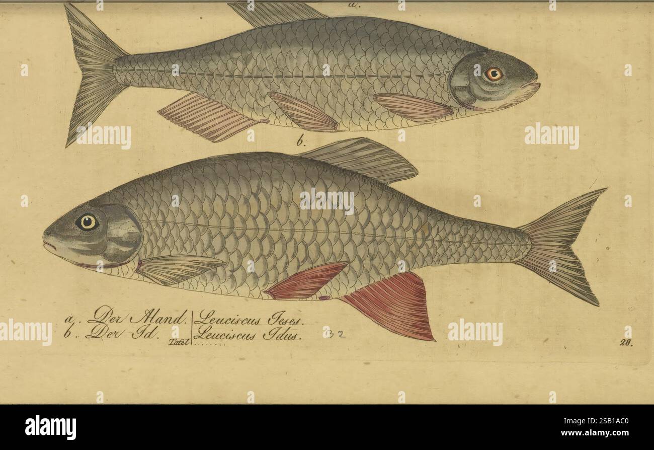 Fauna Boica oder gemeinnützige Naturgeschichte der Thiere Bayerns ...