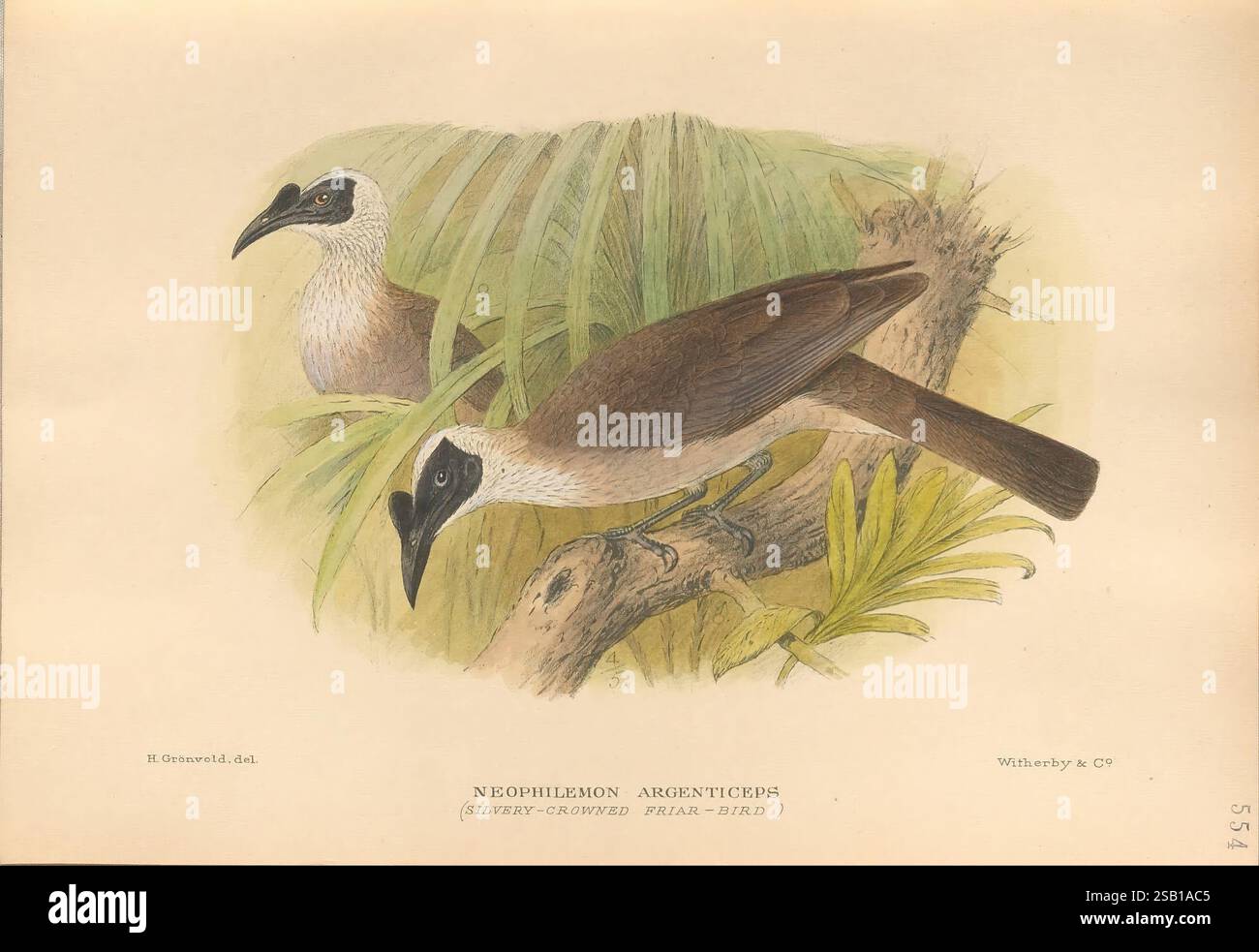 Australasia ark structure hi-res stock photography and images - Alamy