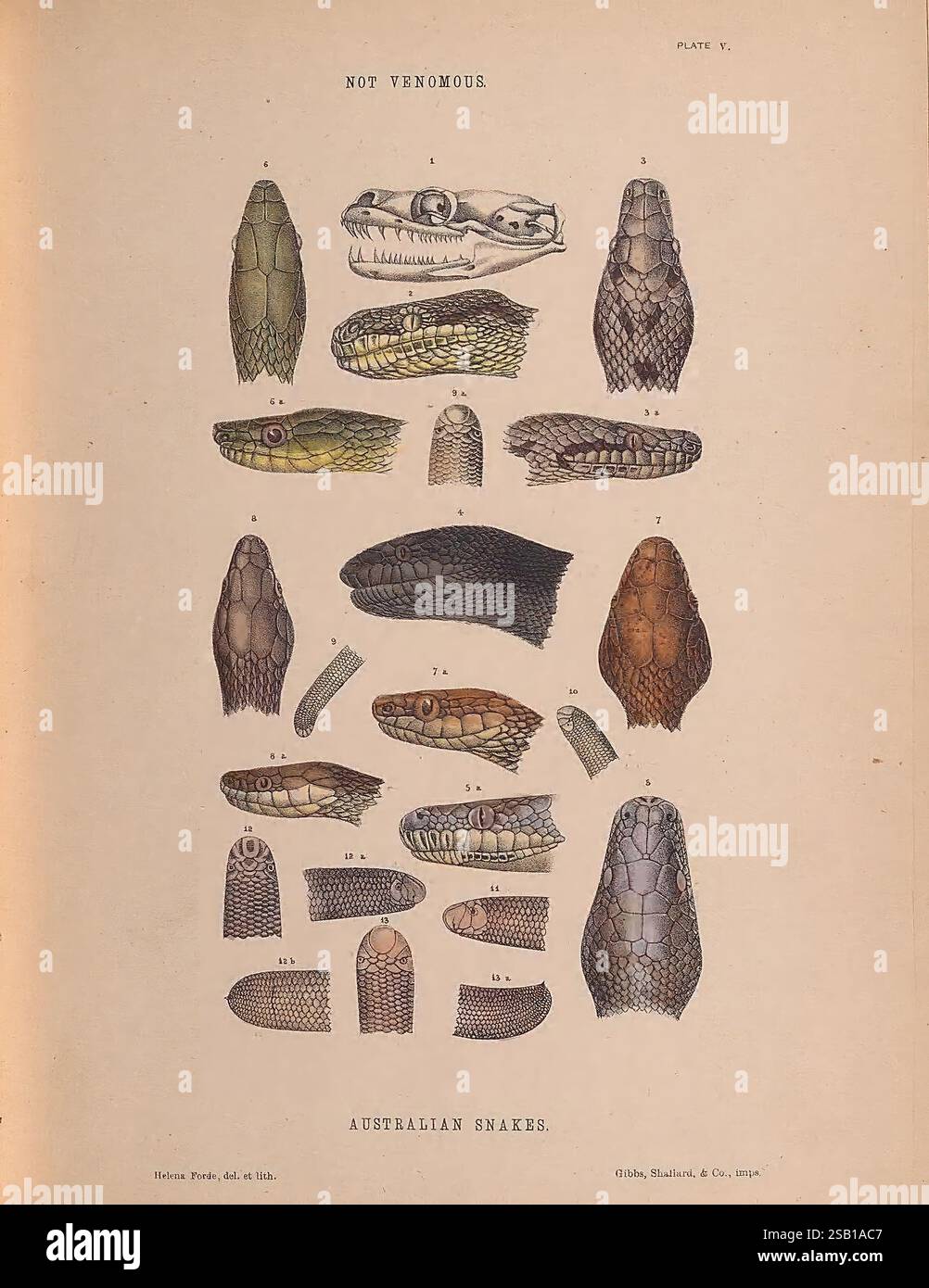 Various non venomous australian snakes hi-res stock photography and ...