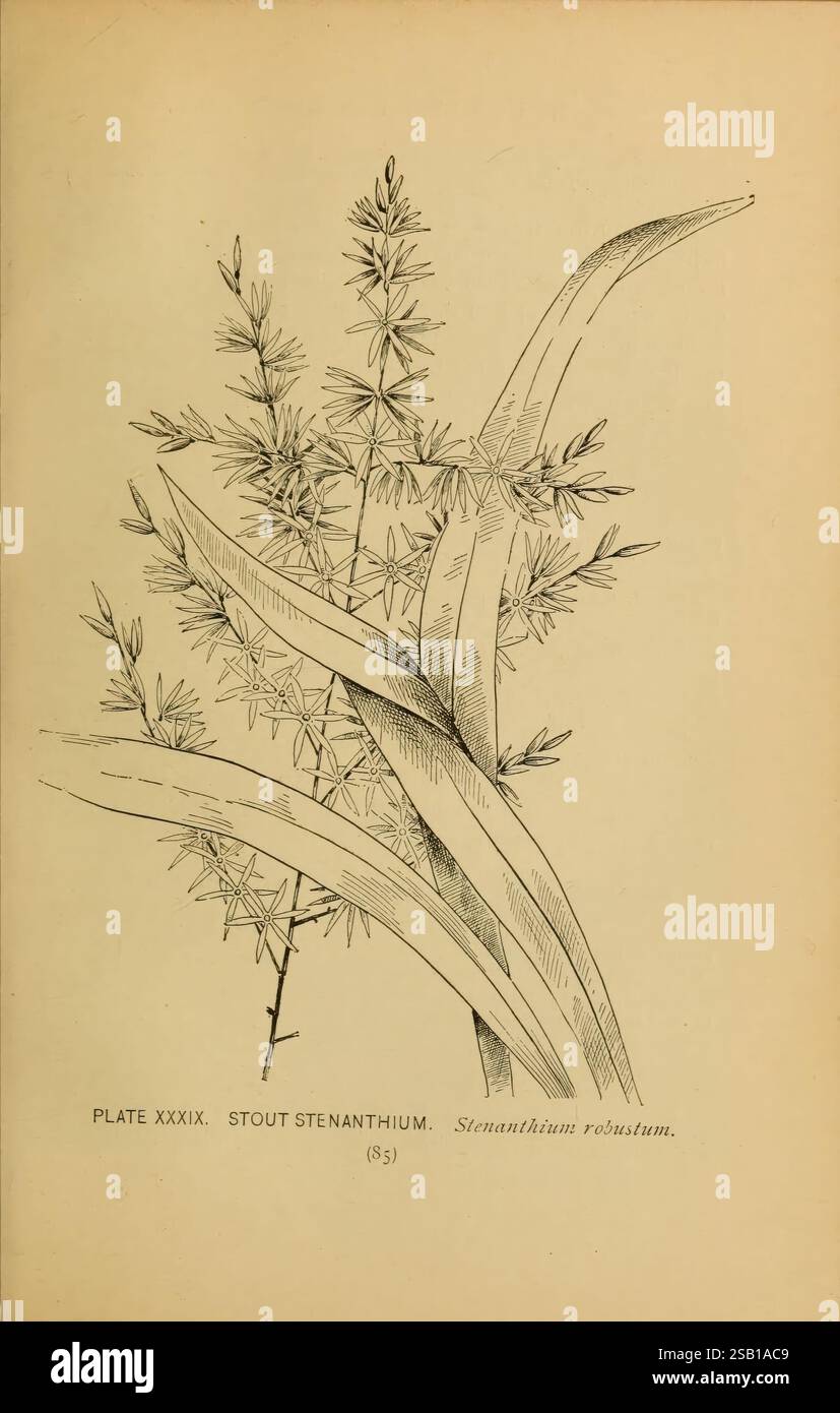 A guide to the wild flowers. New York, 1899. United States, Wildflowers ...