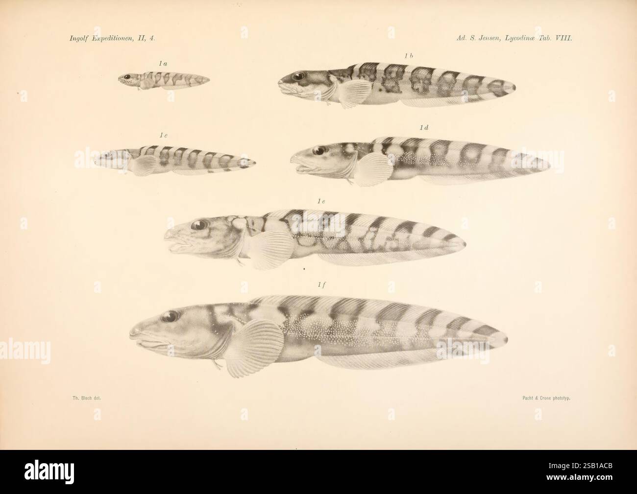 The Danish Ingolf-Expedition. Copenhagen, H. Hagerup, 1899-1928, Arctic ...