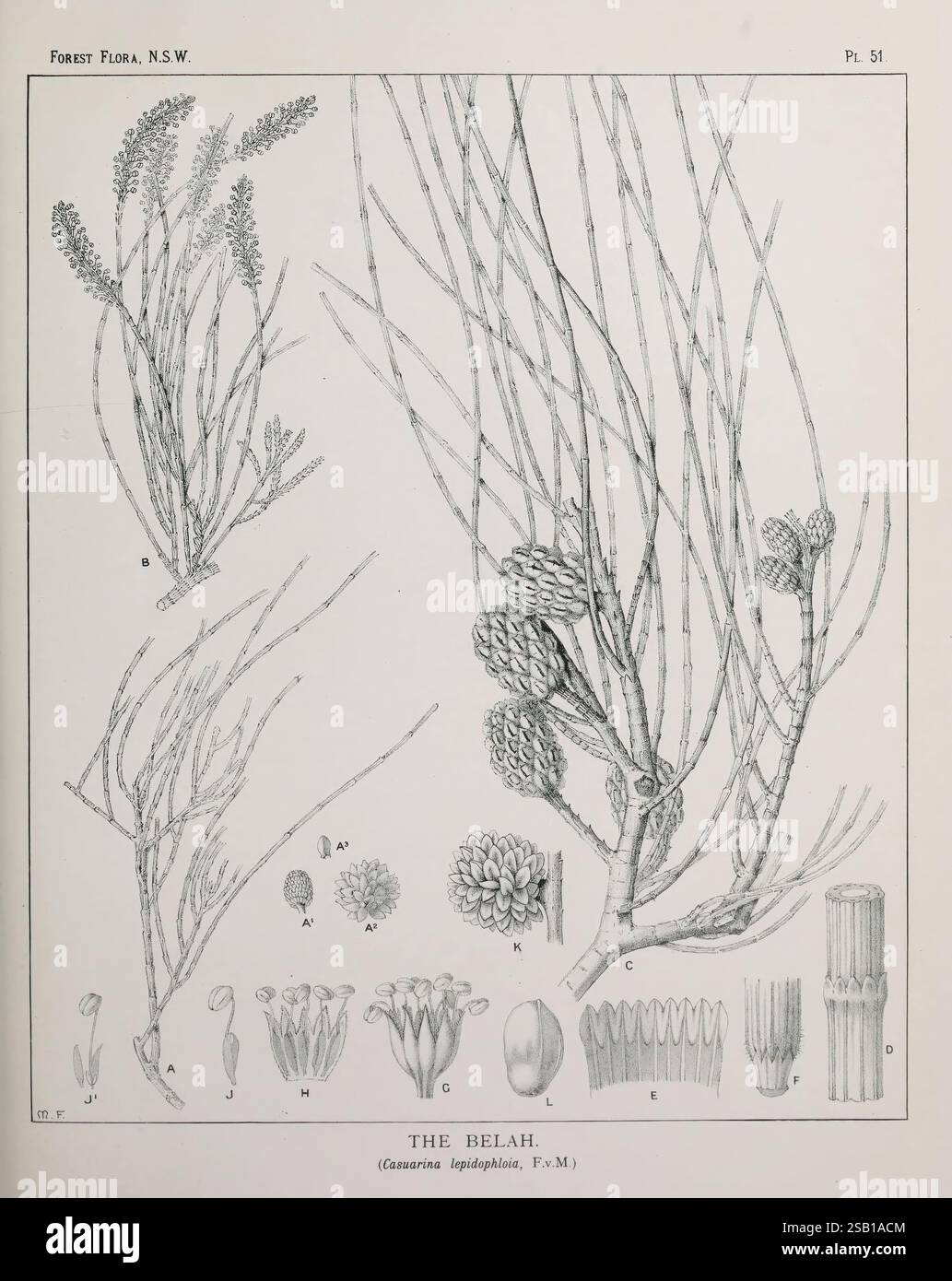 Beulah plant hi-res stock photography and images - Alamy