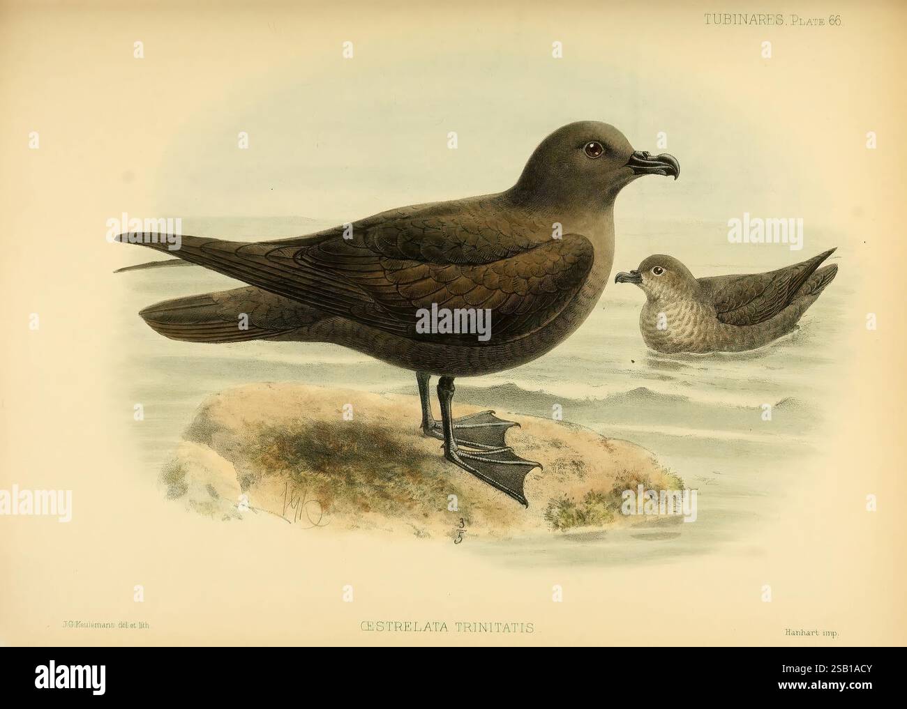 A monograph of the petrels, order Tubinares, London, Witherby & Co ...