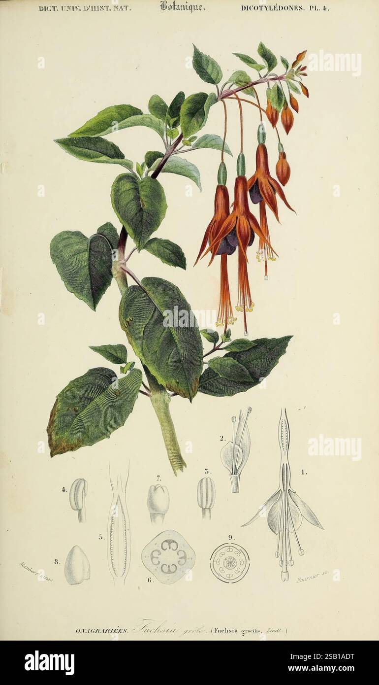 Fuchsia genus flowers hi-res stock photography and images - Alamy