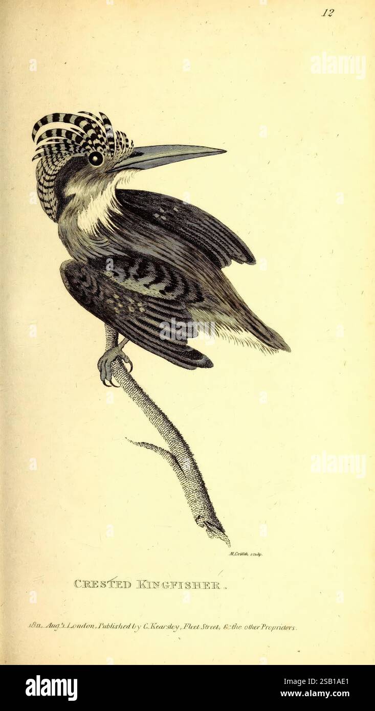 Prominent crest feathers hi-res stock photography and images - Alamy