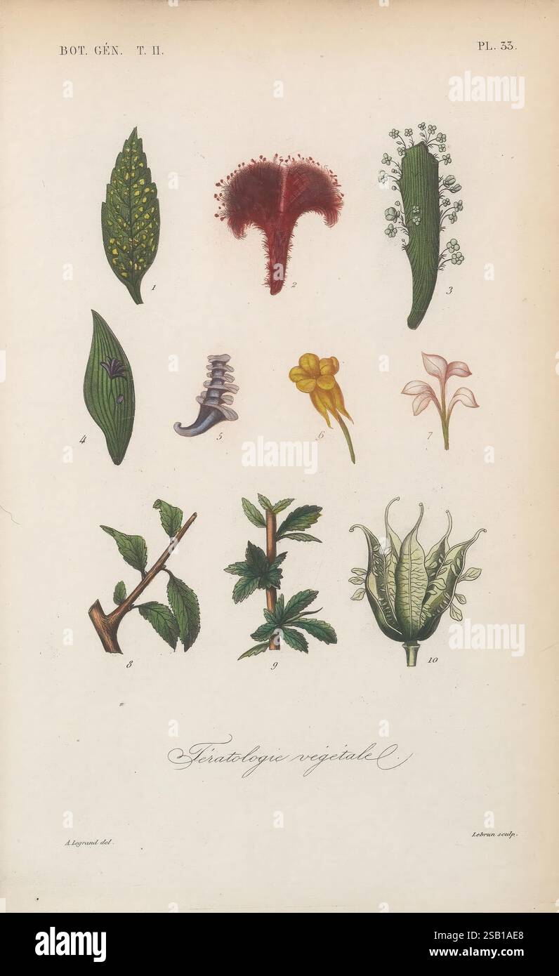 Detailed depictions of different leaf shapes hi-res stock photography ...