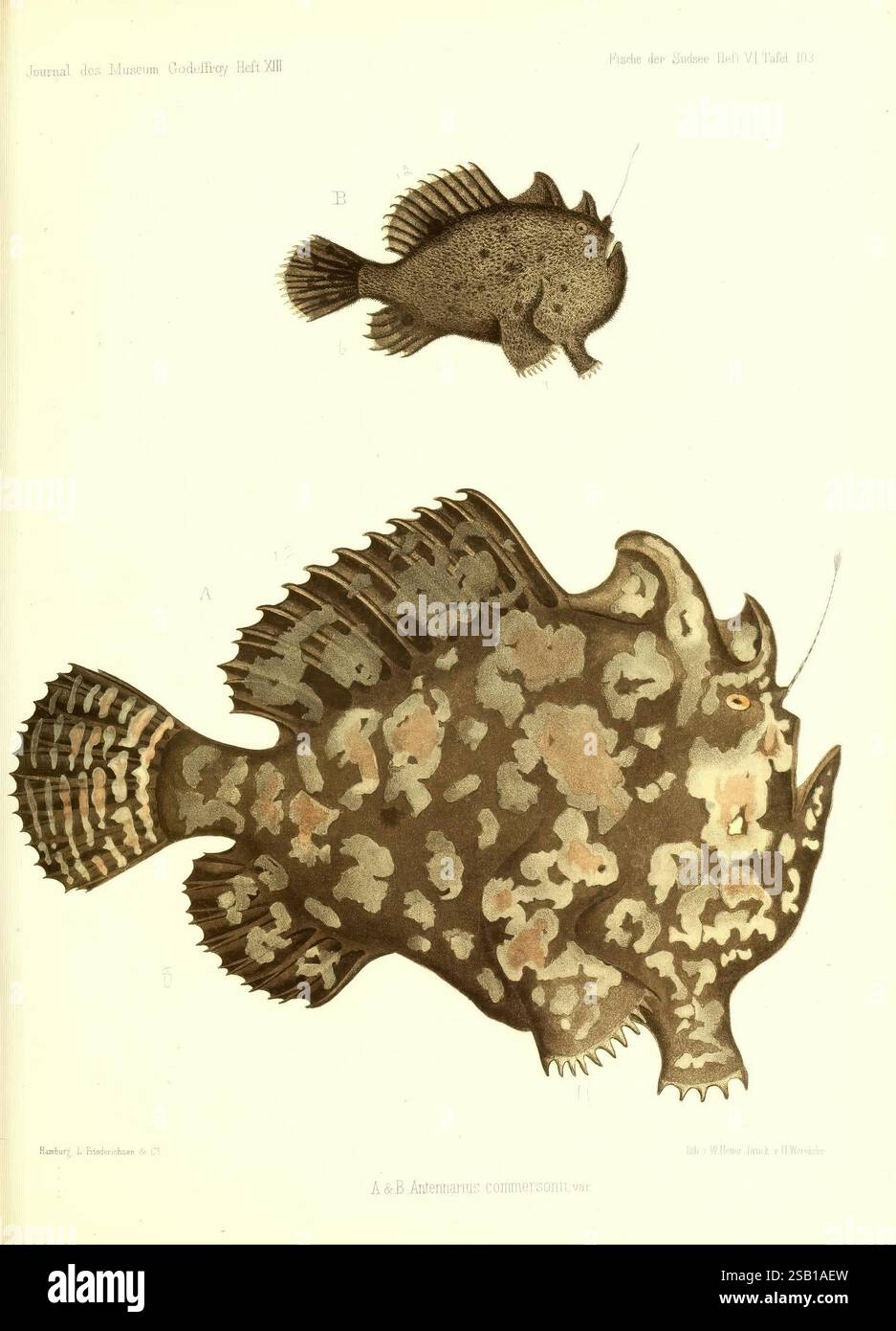 Andrew Garrett's Fische der Südsee Hamburg L. Friederichsen & Co. 1873 ...
