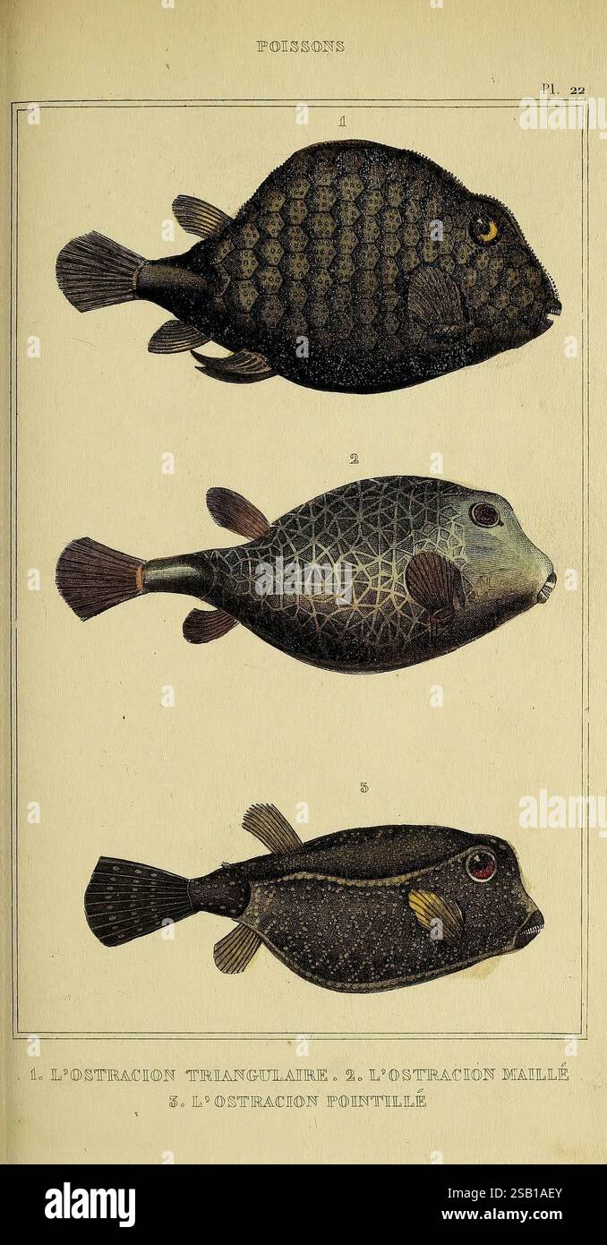 Specifically three distinct fish species hi-res stock photography and ...