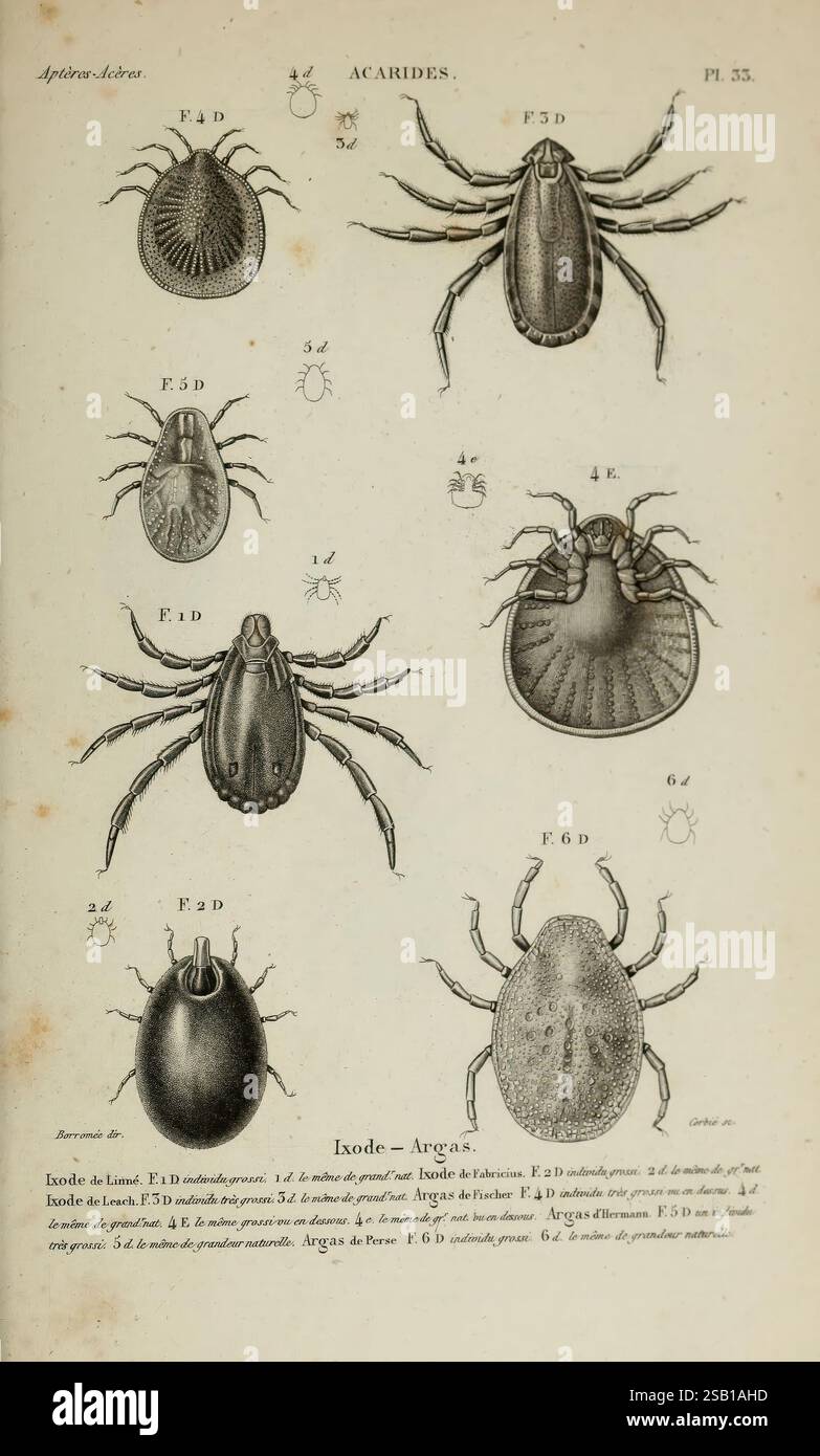 Detailed study of various species of ticks hi-res stock photography and ...