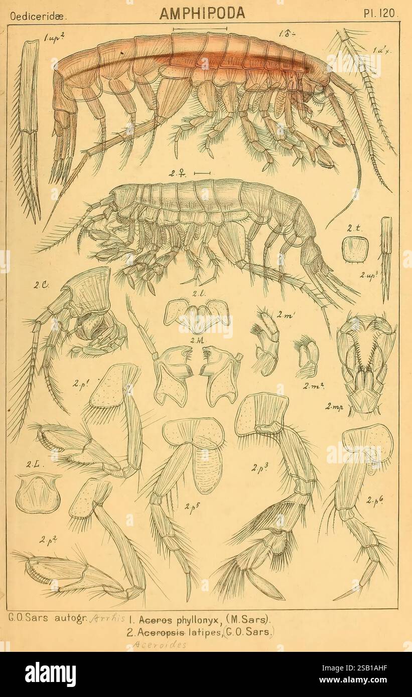 An account of the Crustacea of Norway, Christiania, A. Cammermeyer ...
