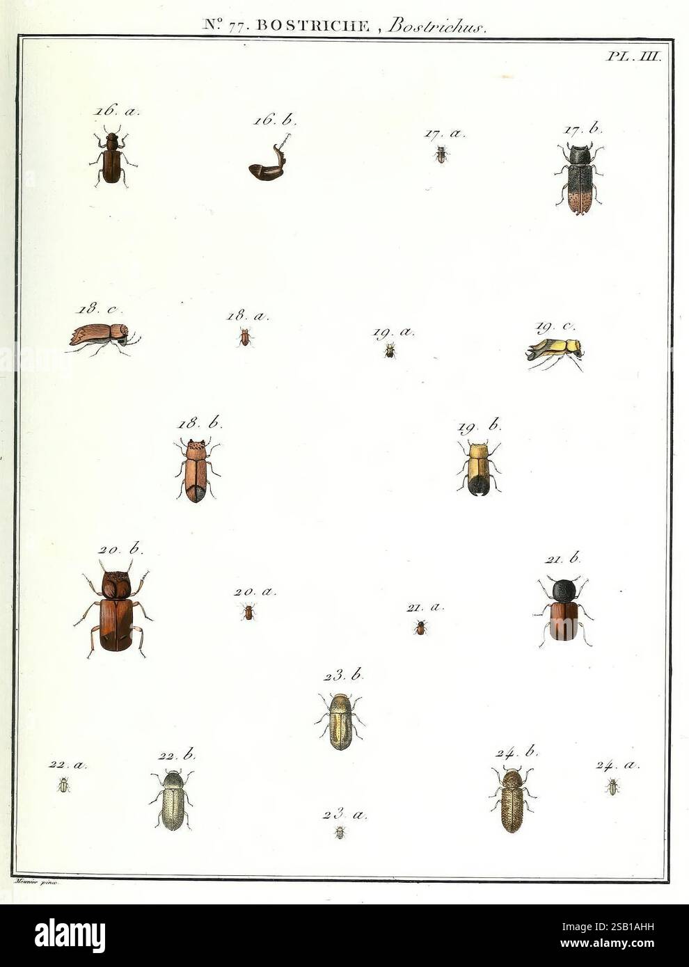 Top row features small beetles hi-res stock photography and images - Alamy