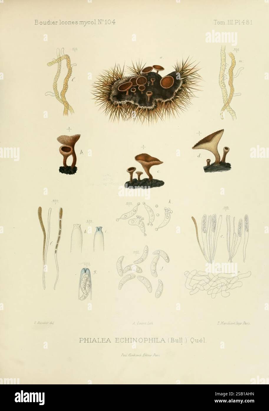 Fungal forms identified hi-res stock photography and images - Alamy