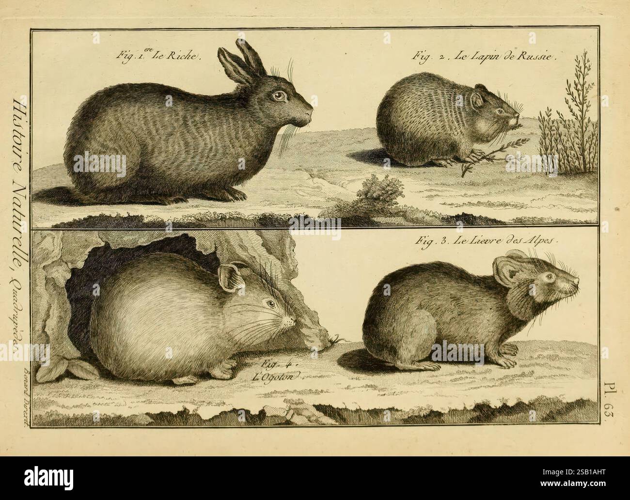 Plump rabbit hi-res stock photography and images - Alamy