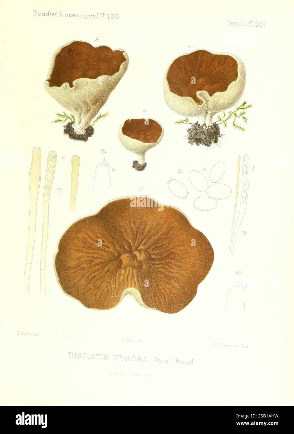 Fungus discitis venosa hi-res stock photography and images - Alamy