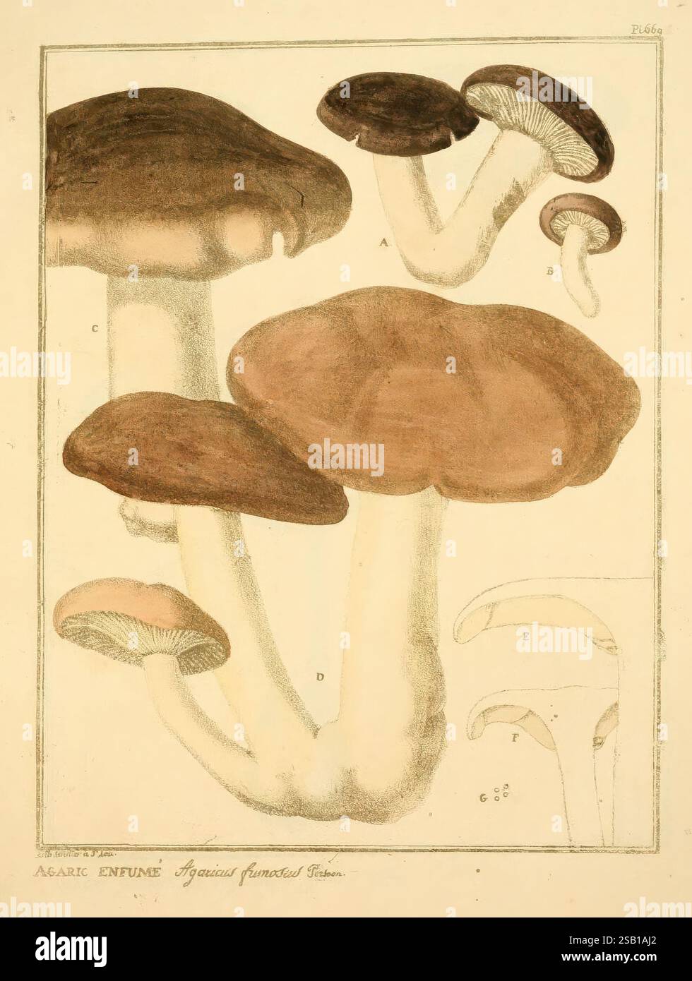 Figures des champignons, servant de supplément aux planches de Bulliard ...