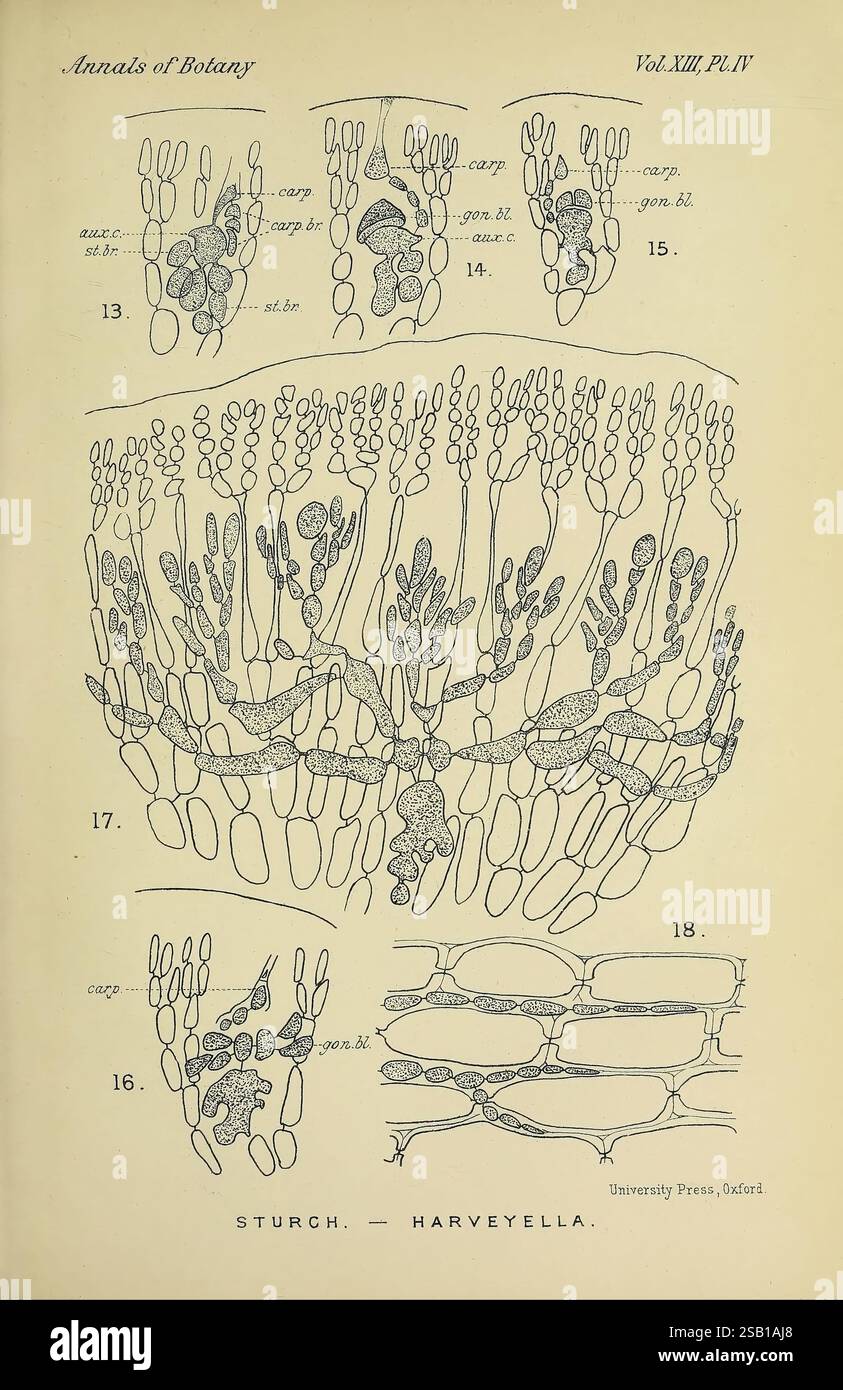Annals of Botany, London, Botany, Periodicals, Plants, This ...