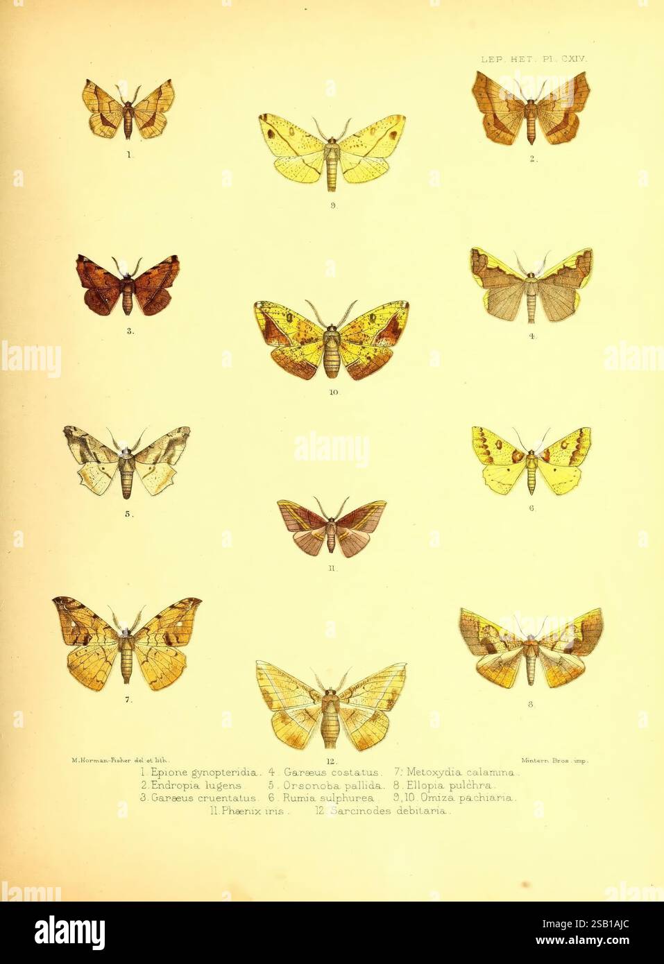 Illustrations of typical specimens of Lepidoptera Heterocera in the ...