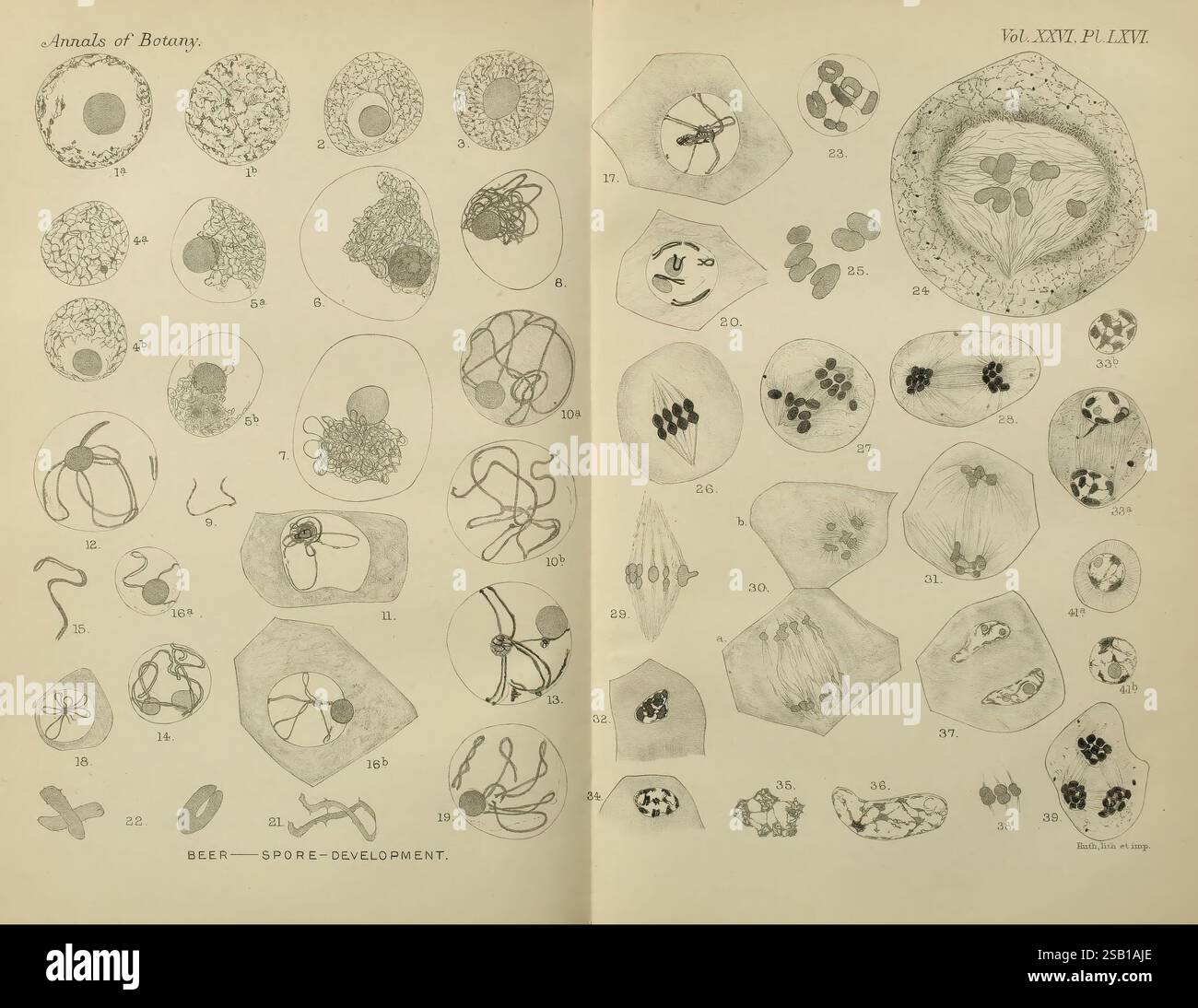 Various microscopic botanical structures hi-res stock photography and ...