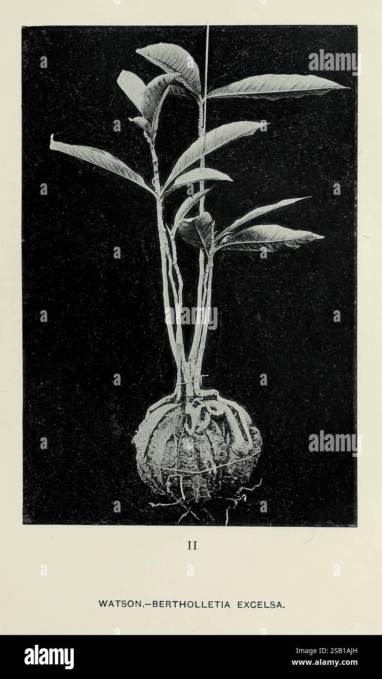 Root system indicates hi-res stock photography and images - Alamy