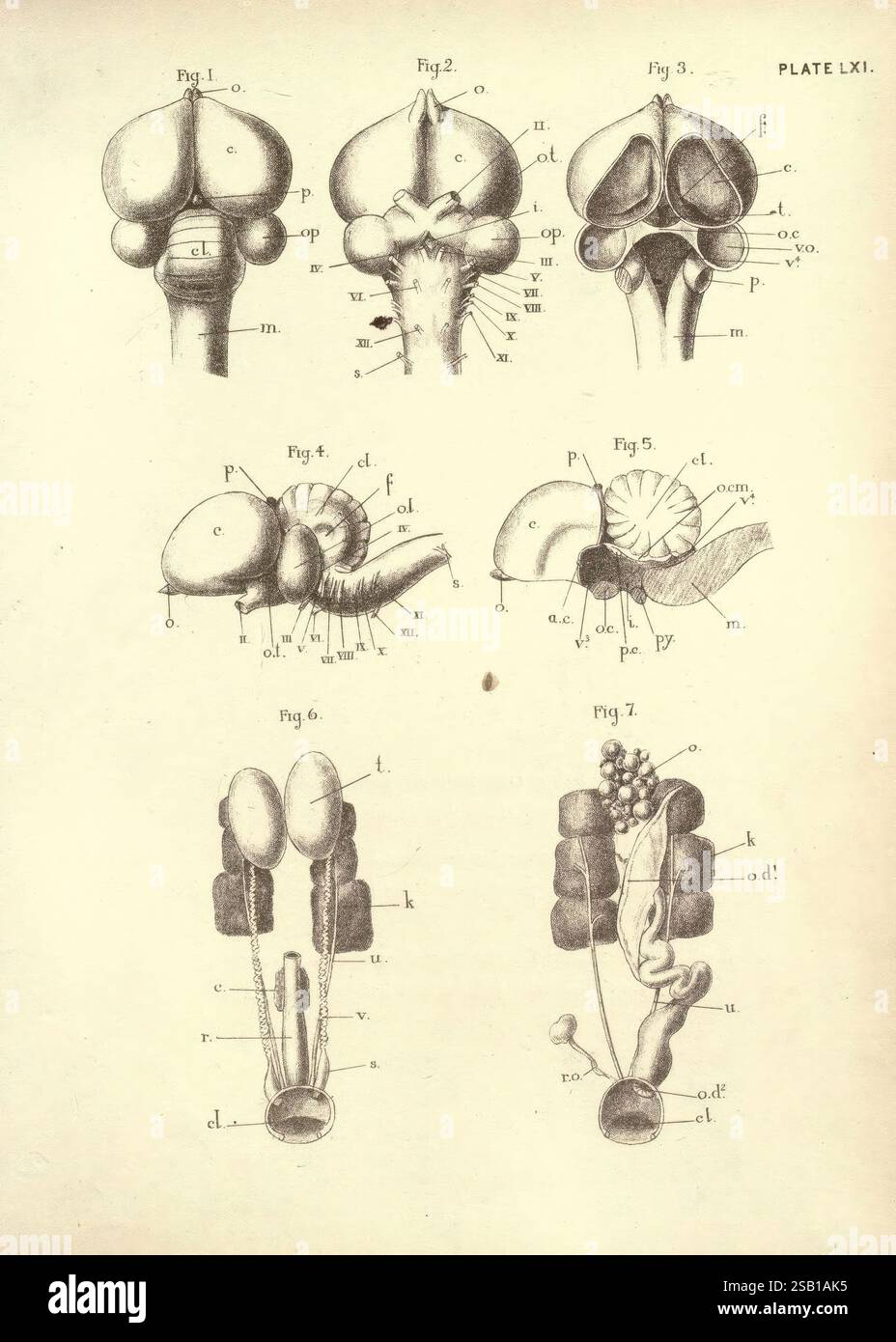 Illustrations of zoology: invertebrates & vertebrates Edinburgh Y. J ...