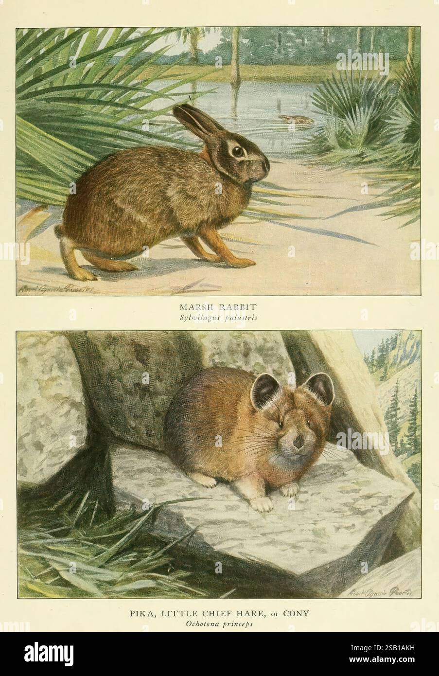 Wild animals of North America Washington, D.C. mammals North America ...