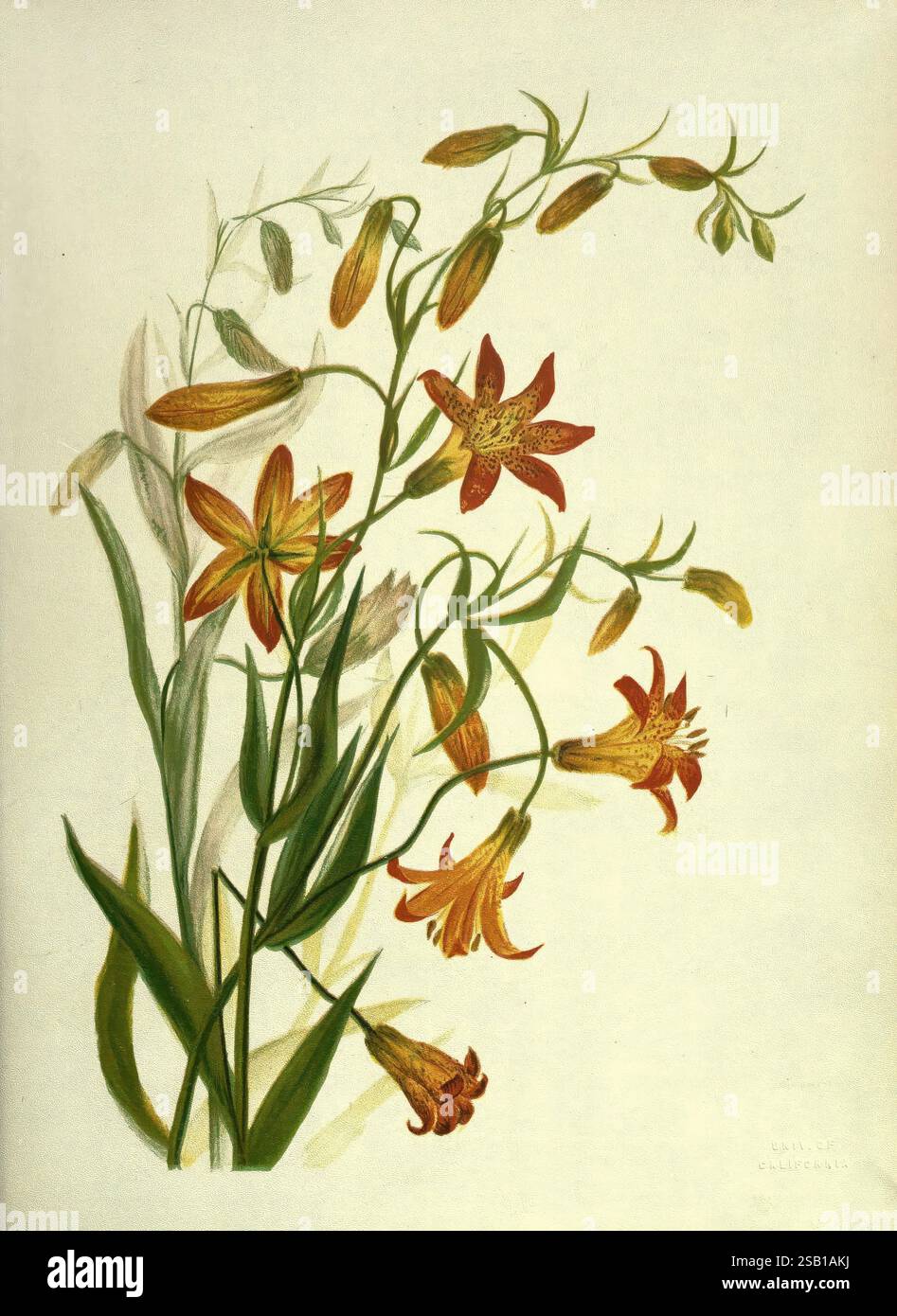 Spotted lily lilium columbianum emma homan thayer hi-res stock ...