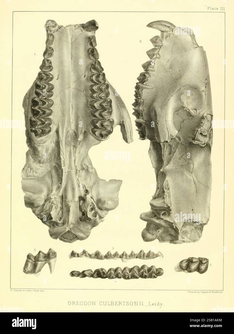 The ancient fauna of Nebraska: Washington, 1853, chelonia genus ...