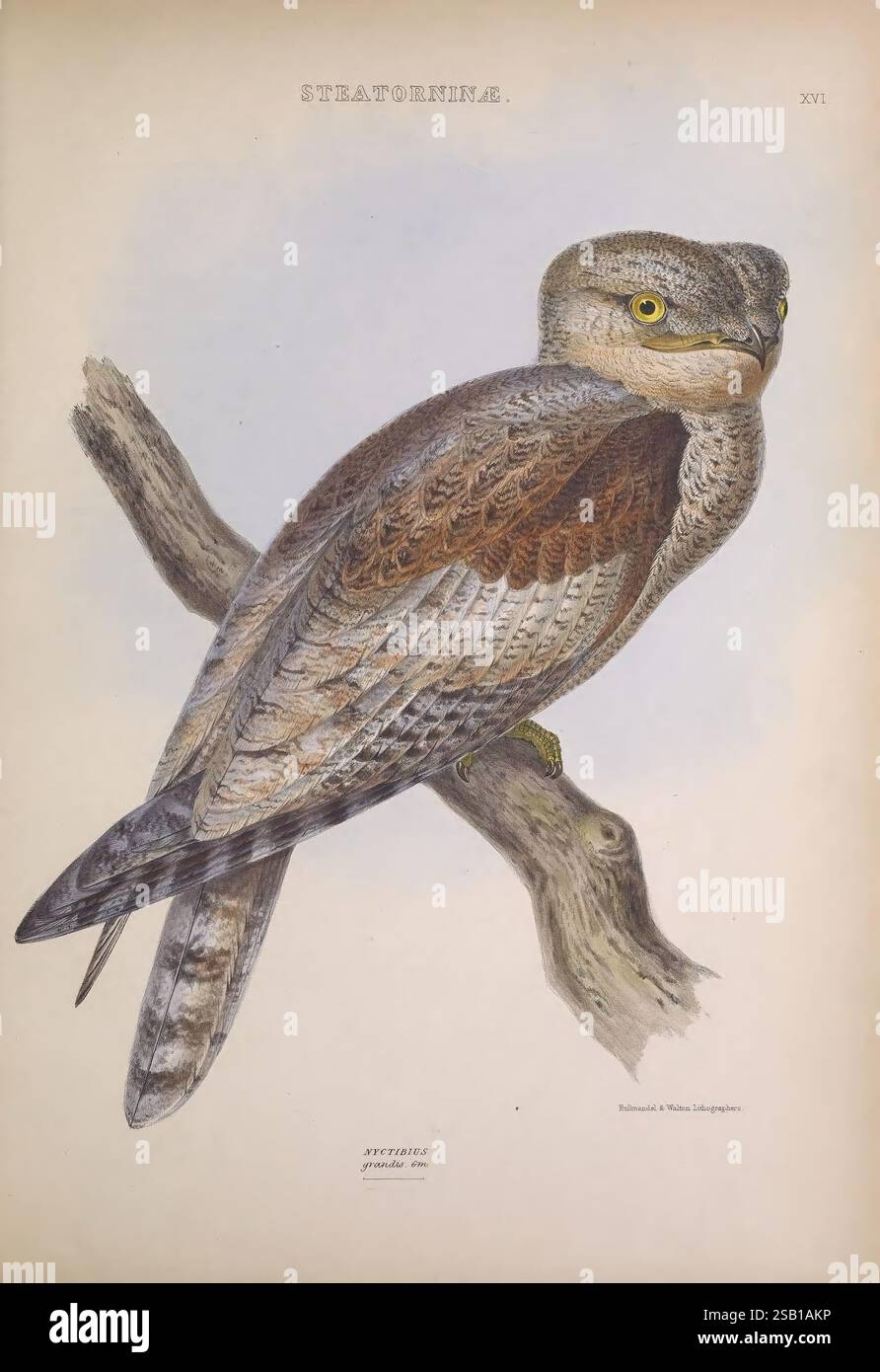 Owls plumage showcases hi-res stock photography and images - Alamy