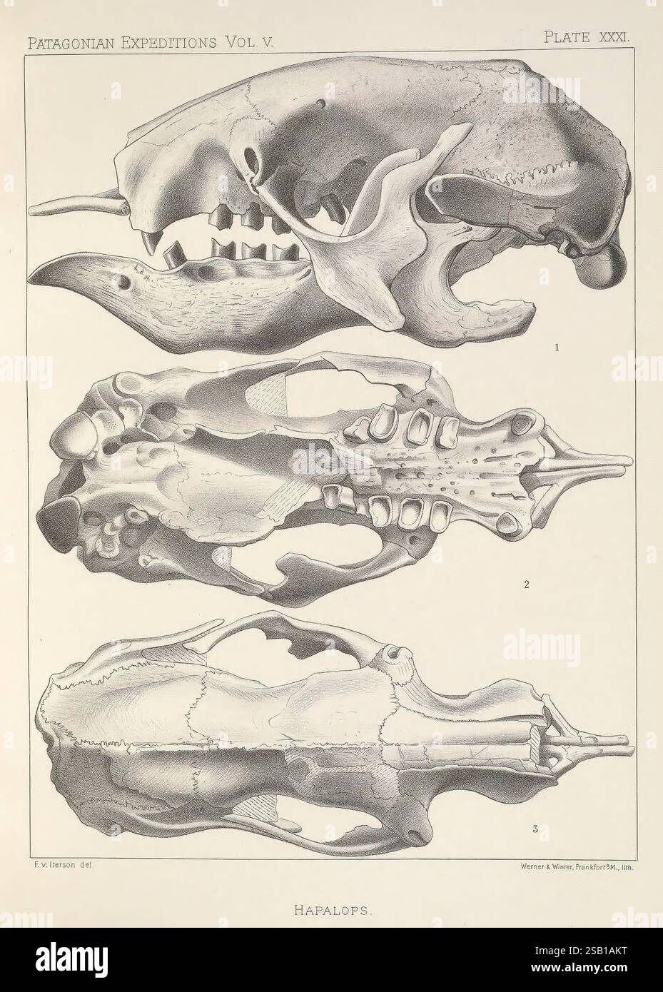 Complex cranial shapes hi-res stock photography and images - Alamy