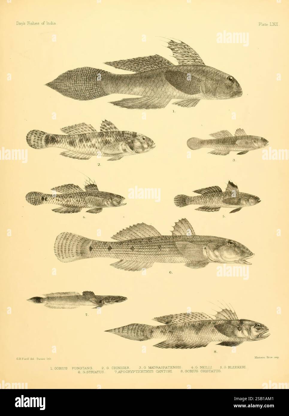 The fishes of India, [1875]-1878. India, Burma, Indian Ocean, Sri Lanka ...