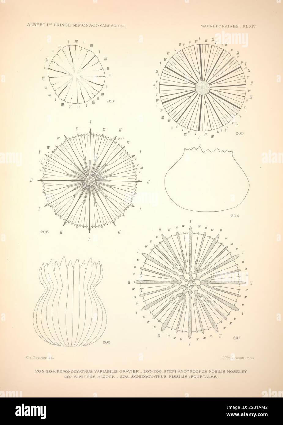 Scientifically rendered diagrams hi-res stock photography and images ...