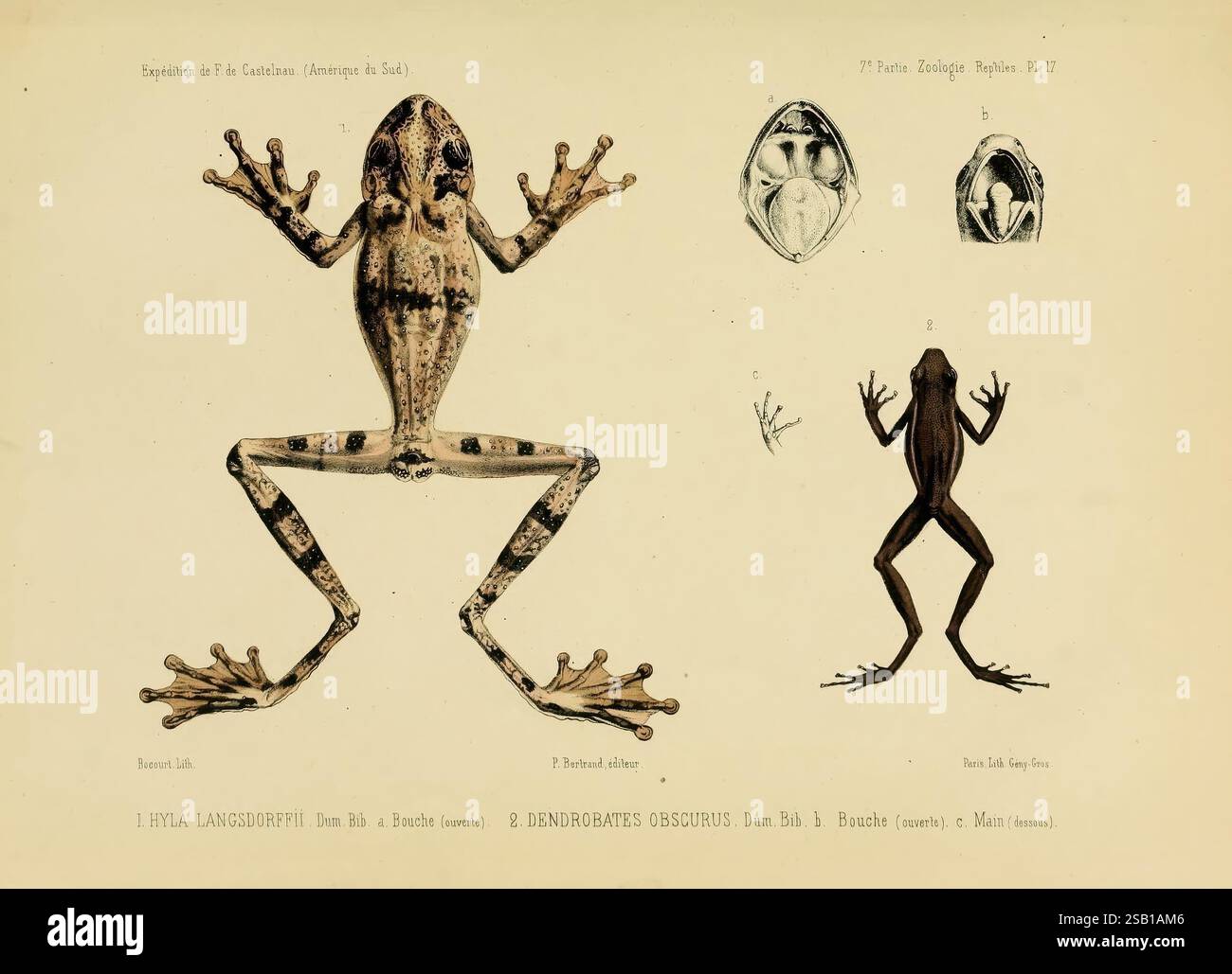 19th century amphibian bolivia hi-res stock photography and images - Alamy