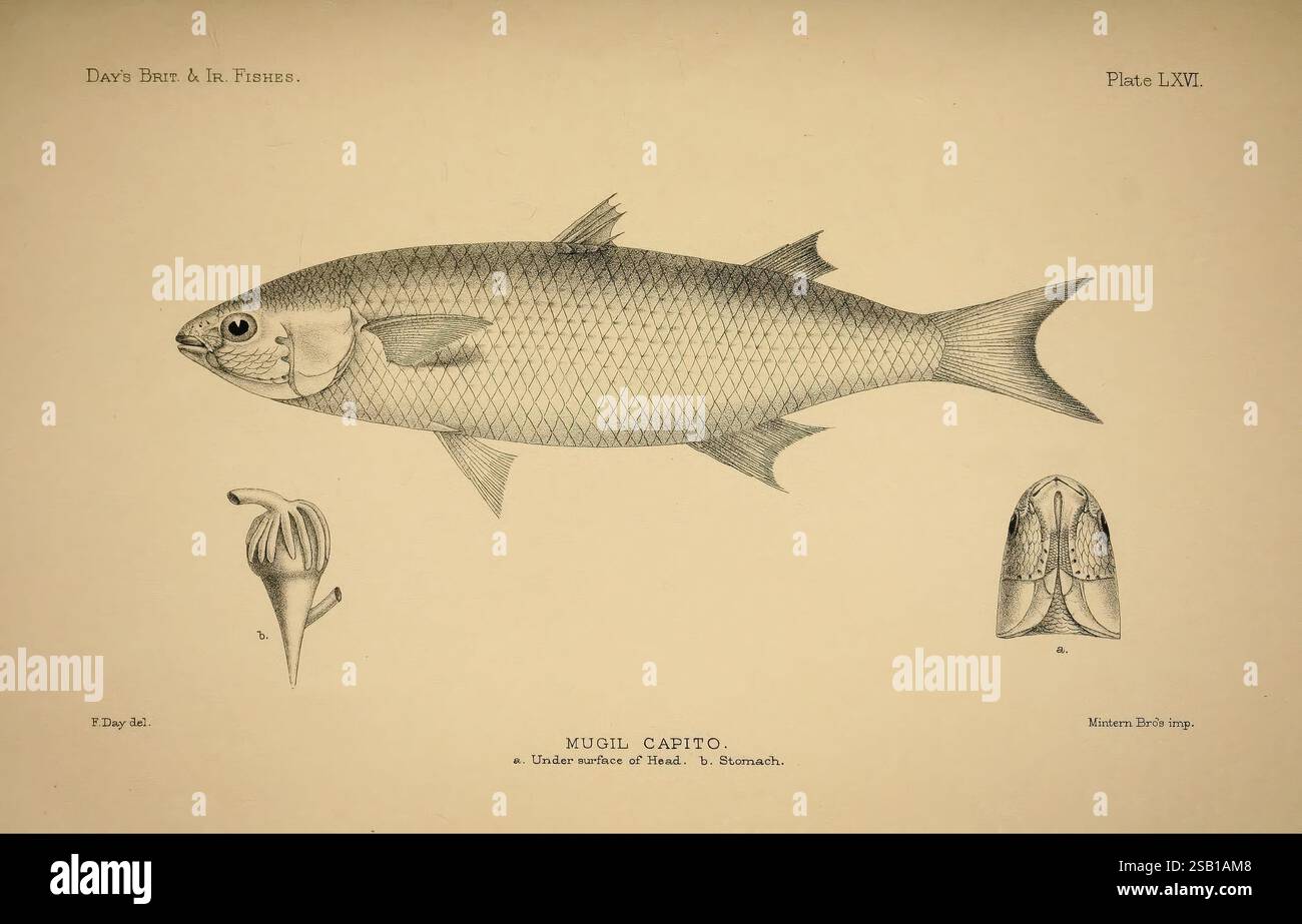 The, fishes, of, Great, Britain, and, Ireland, Edinburgh, Williams, and ...