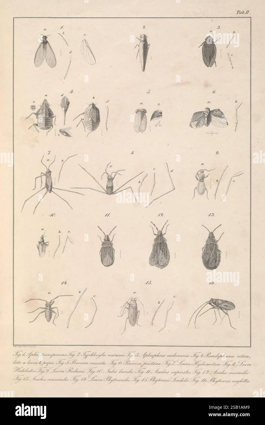 Die im Bernstein befindlichen organischen Reste der Vorwelt Berlin In ...