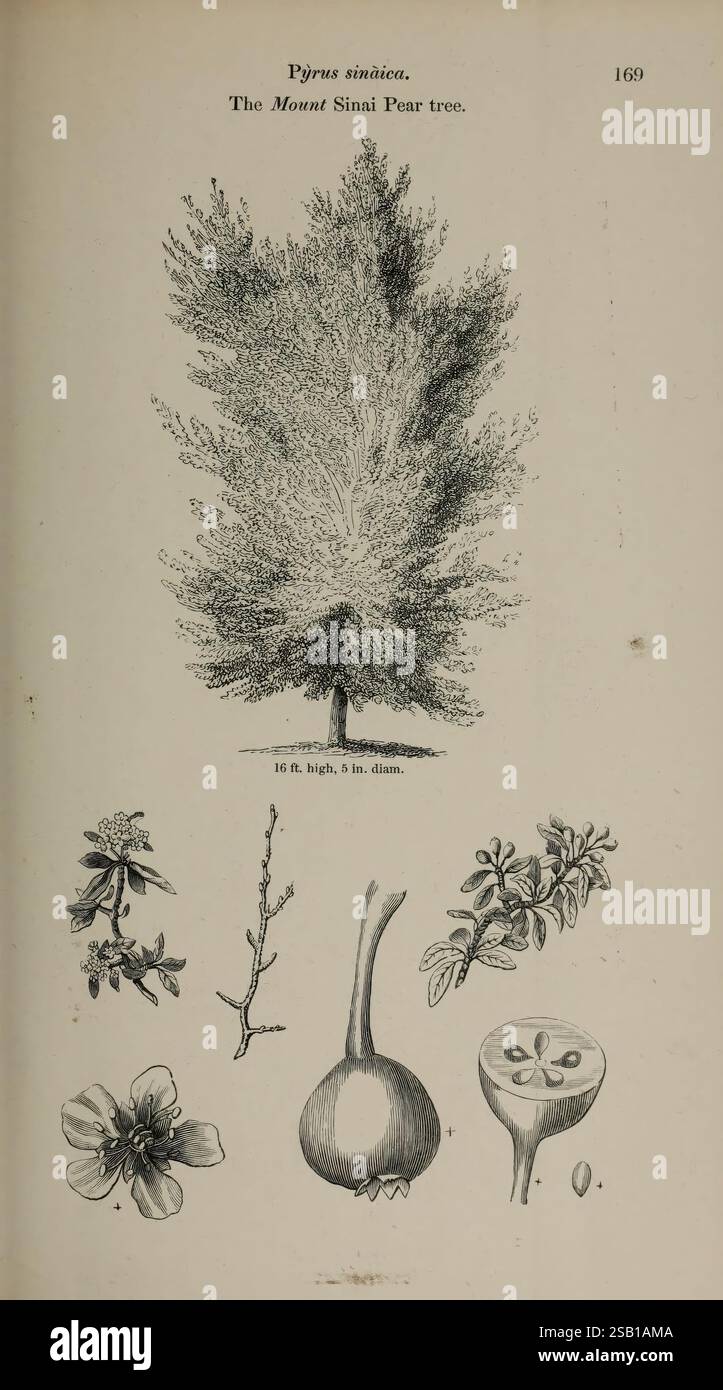 Mount sinai pear tree hi-res stock photography and images - Alamy