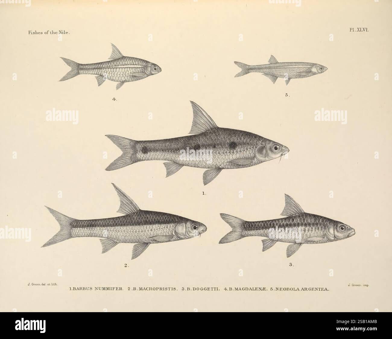Detailed fish drawings hi-res stock photography and images - Alamy