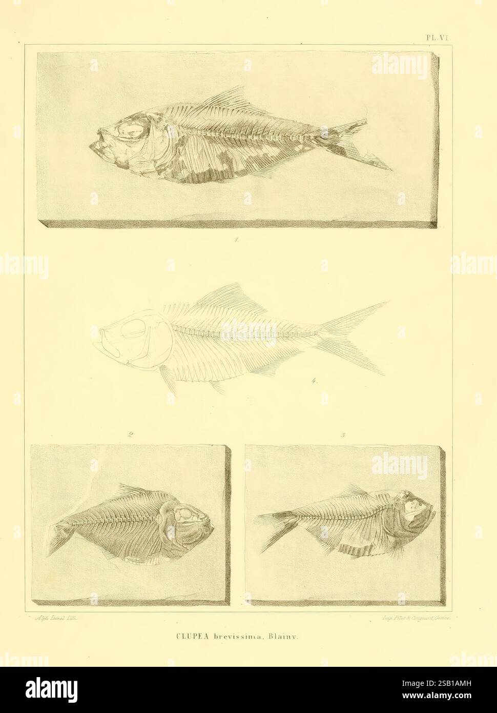 Nouvelles recherches sur les poissons fossiles du Mont Liban Genève ...