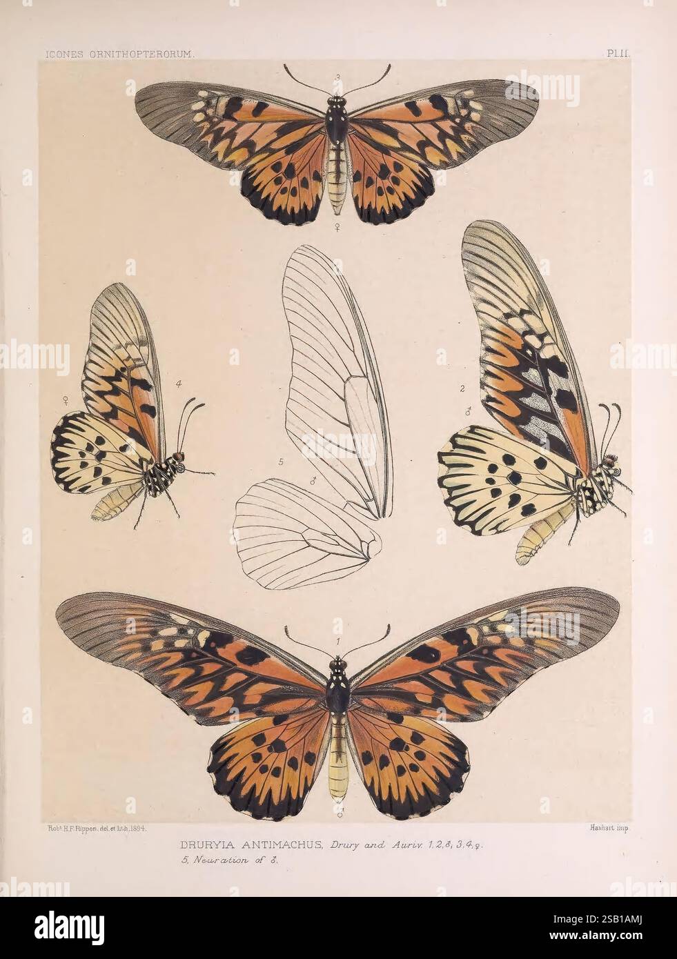 Icones Ornithopterorum, London, Published by the author Upper Norwood ...