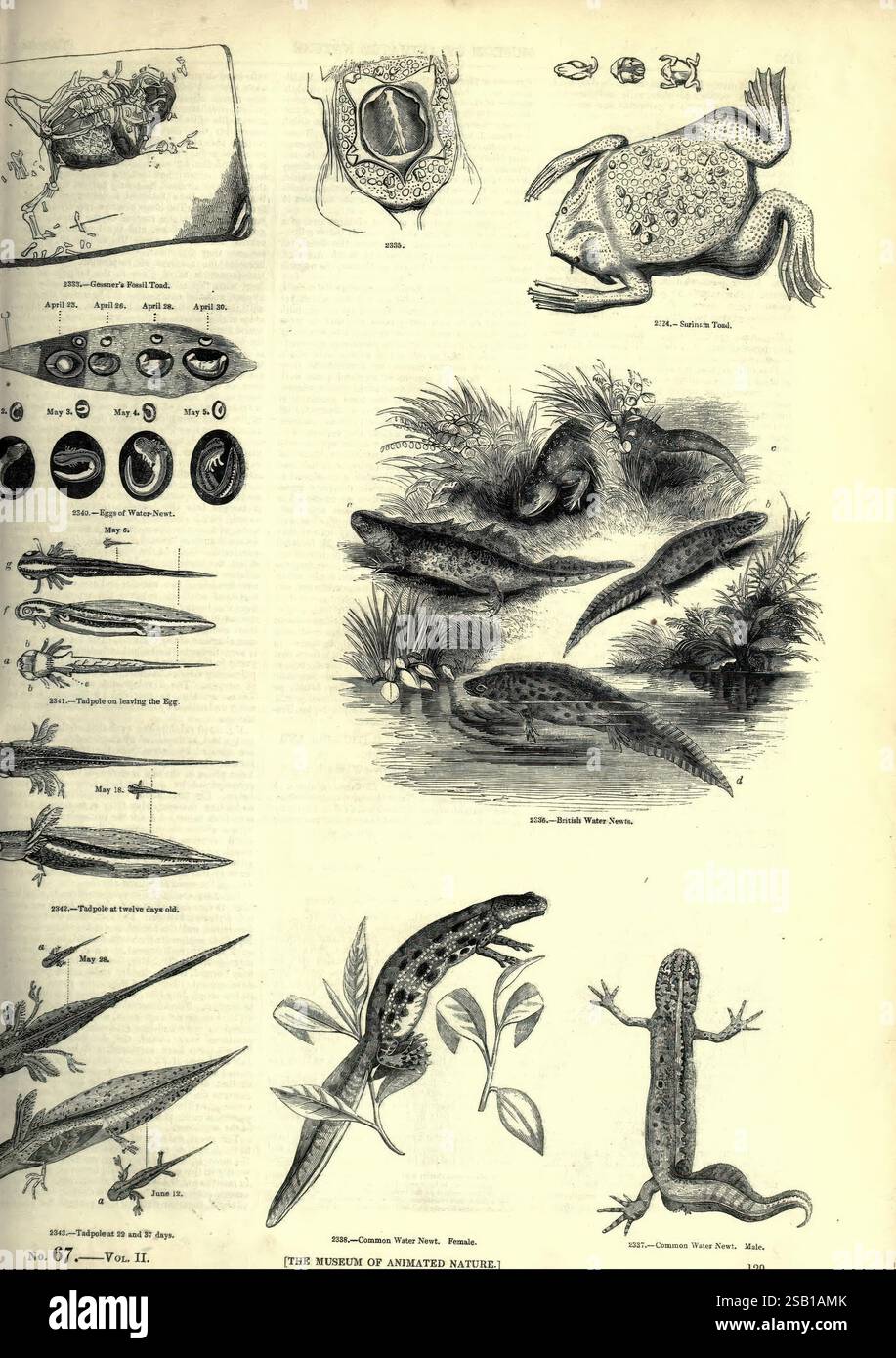 The Pictorial Museum of Animated Nature London, C. Cox, [1844?] Zoology ...
