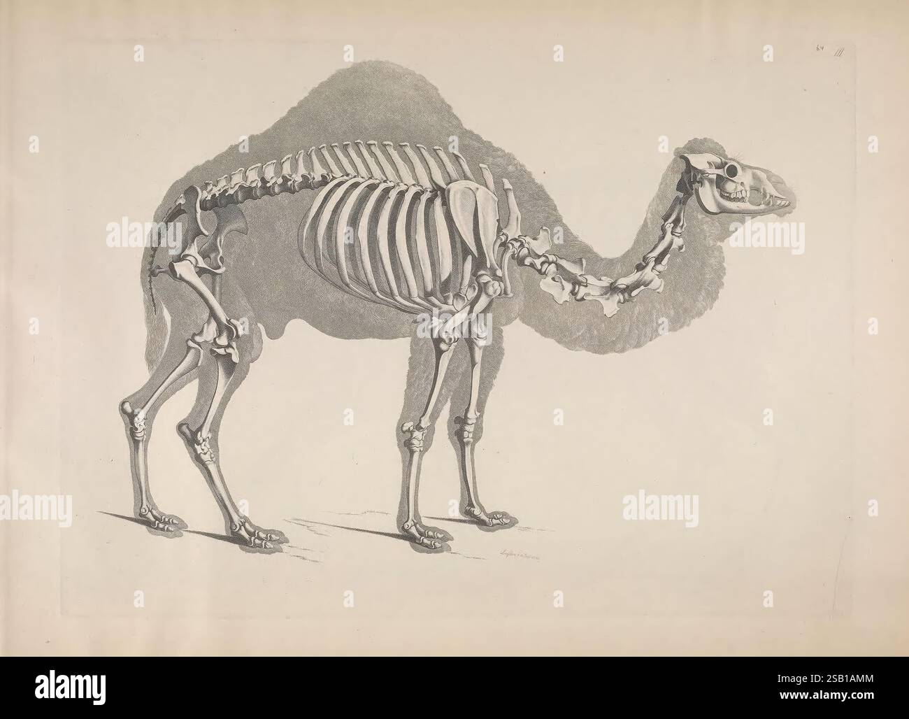 Detailed skeletal framework hi-res stock photography and images - Alamy
