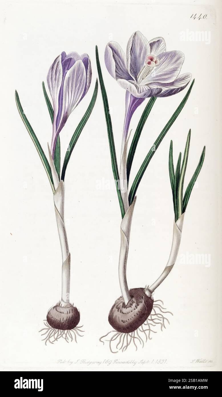 Delicate crocus flowers emerges hi-res stock photography and images - Alamy