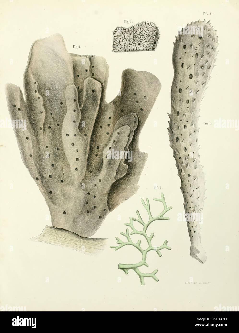 Branching coral structure features hi-res stock photography and images ...