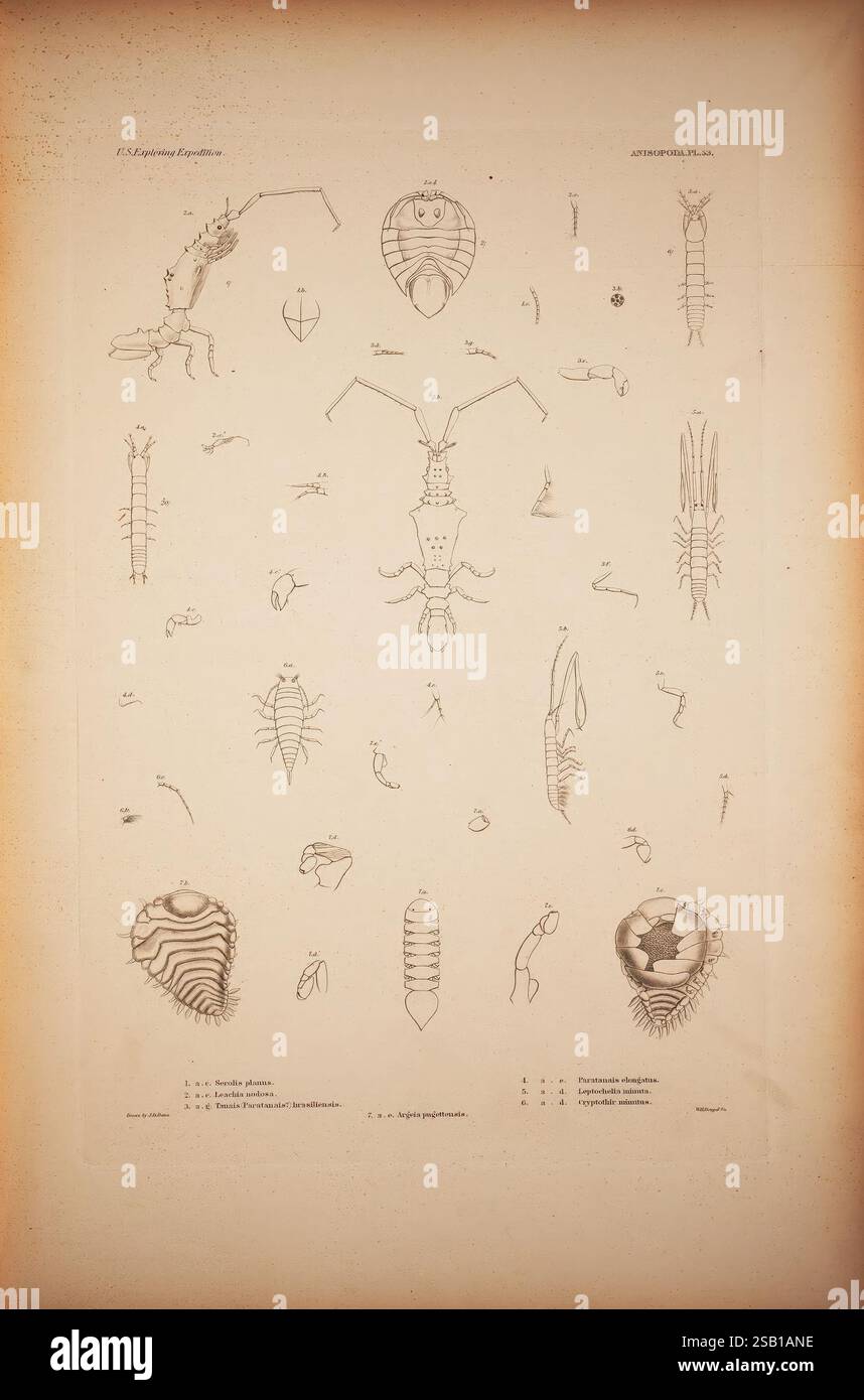 Crustacea, Philadelphia, Printed by C. Sherman, 1852-55 [i.e. 1861 ...