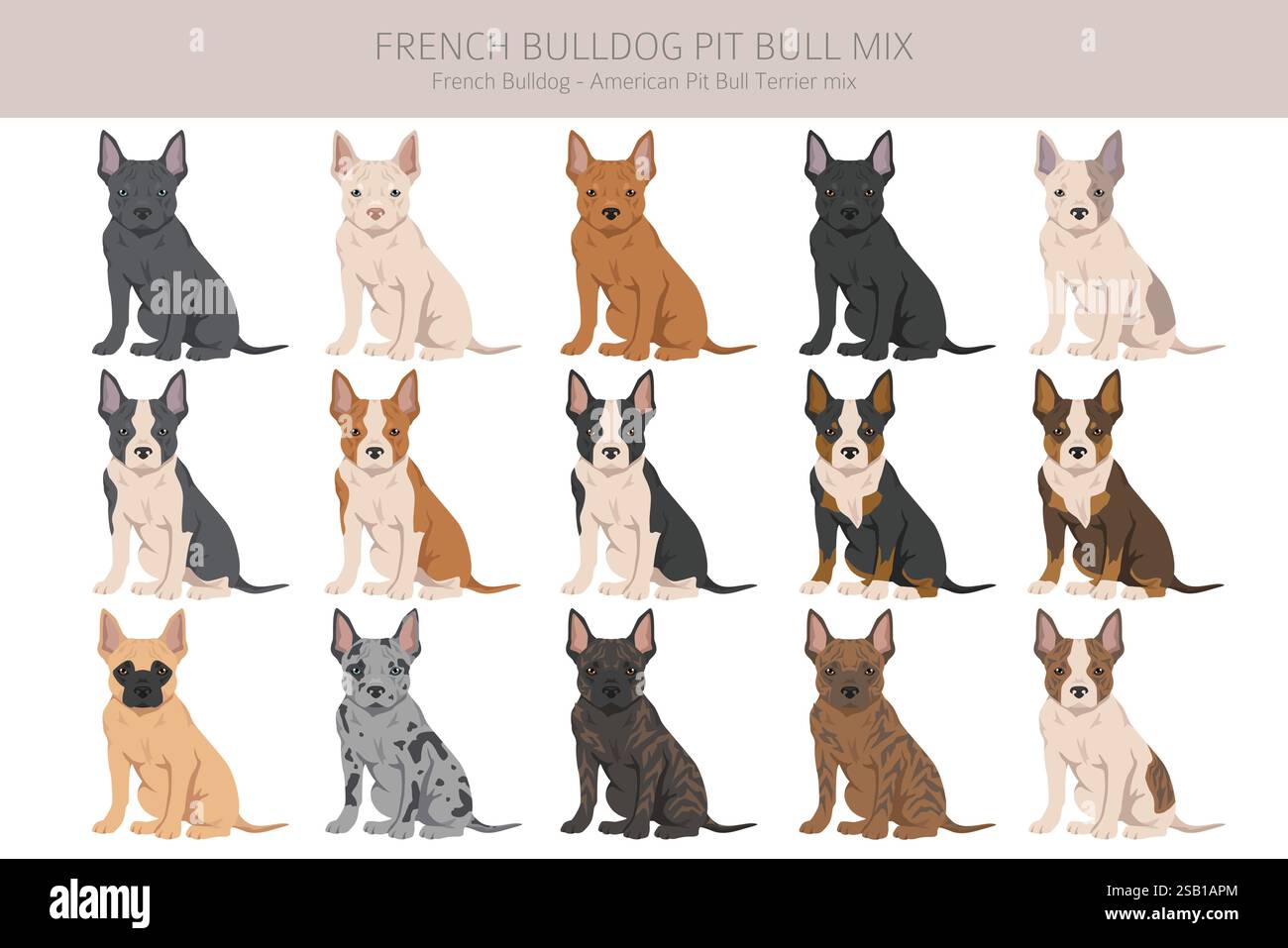 French Bulldog Pitbull mix clipart. French Bulldog - Pit bull terrier ...