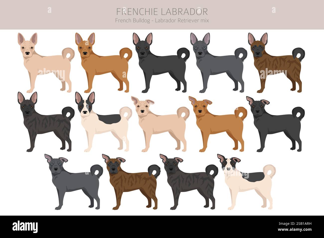 Frenchie Labrador clipart. French Bulldog - Labrador Retriever mix. All ...