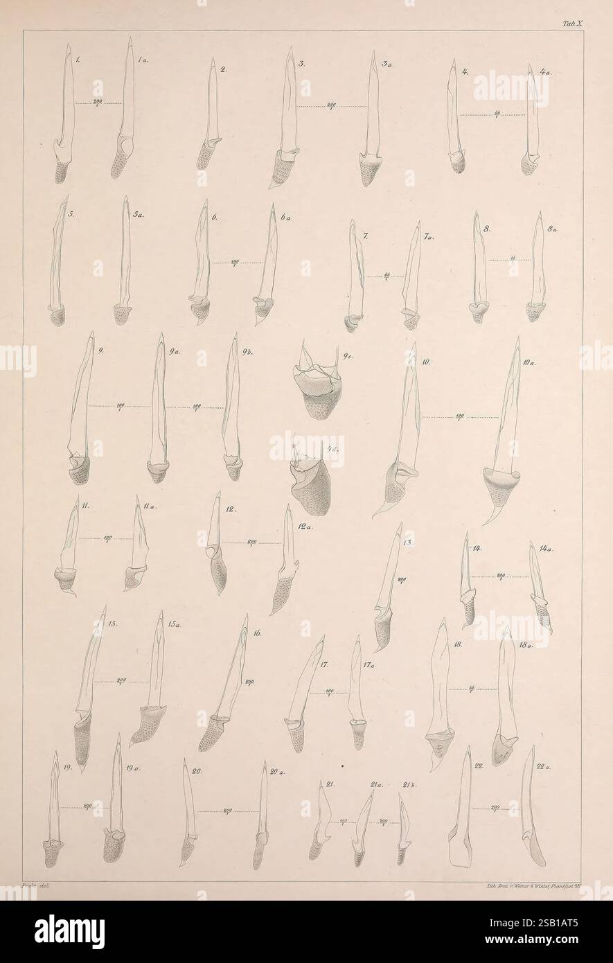 A comprehensive study of various dental instruments, showcasing a ...