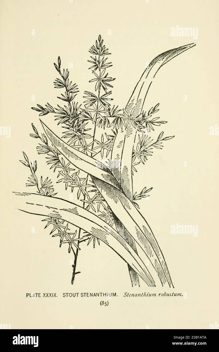 A guide to the wild flowers New York Stokes 1899 northeastern states ...