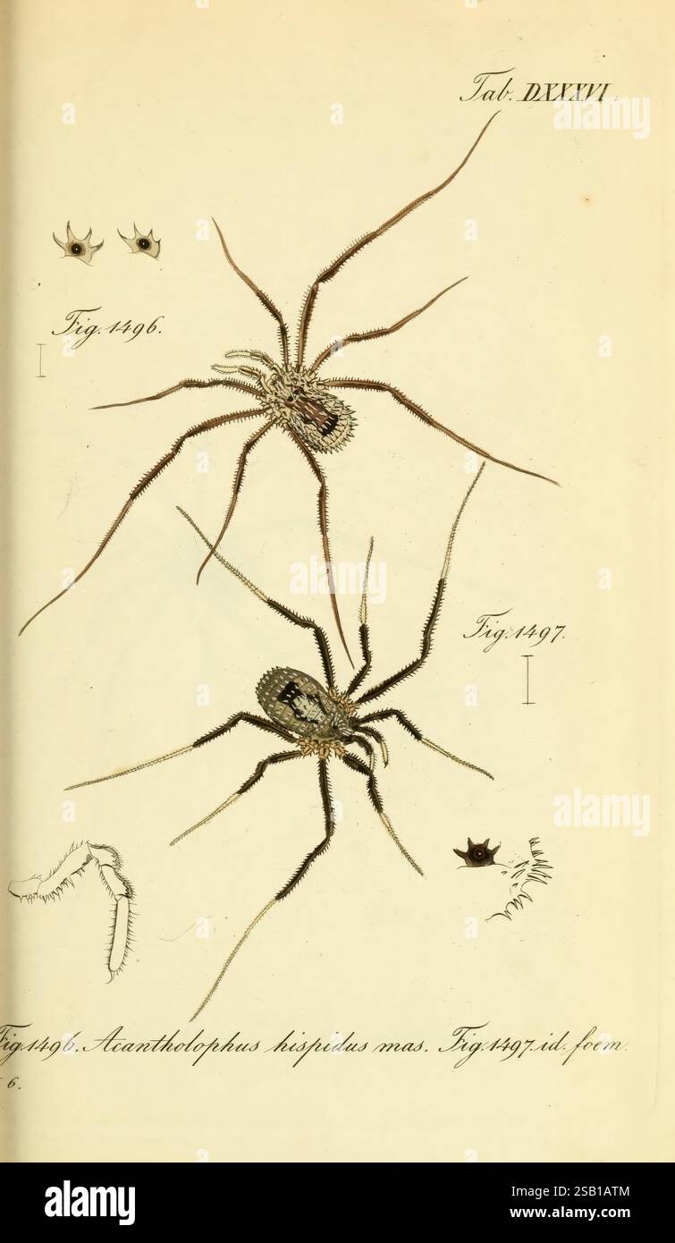 Arachnids characteristic features hi-res stock photography and images ...