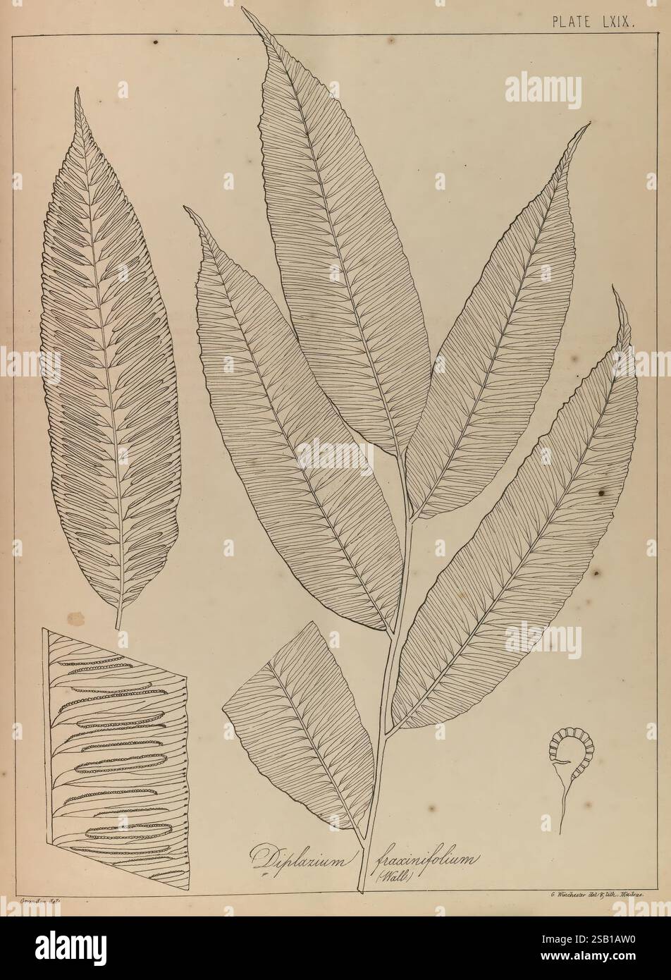 Dipteris fern hi-res stock photography and images - Alamy